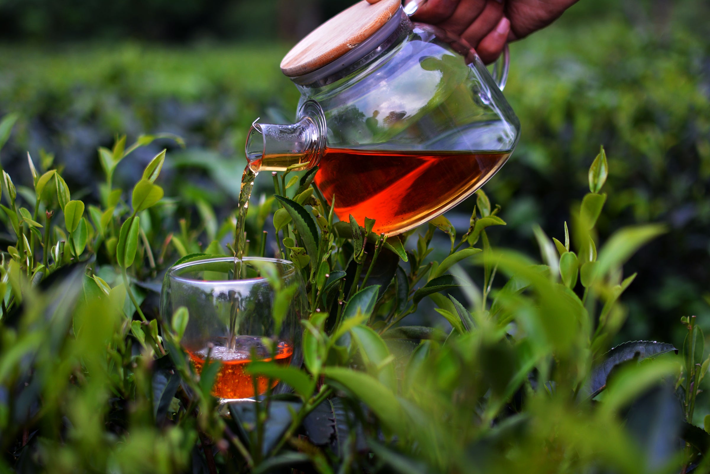 Dorje Teas | The Original Taste of Darjeeling